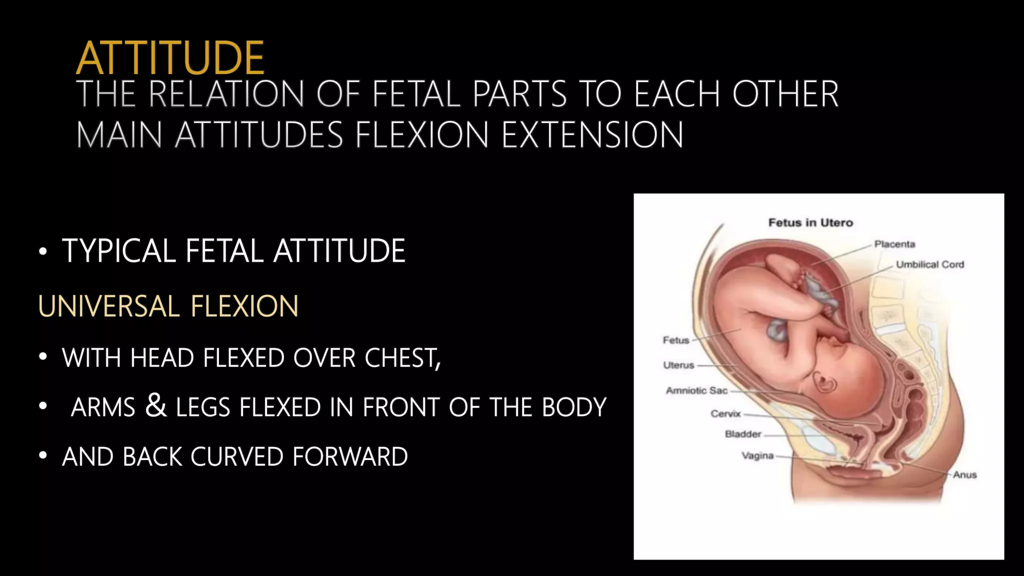 Fetopelvic relationship final presentation.pptx