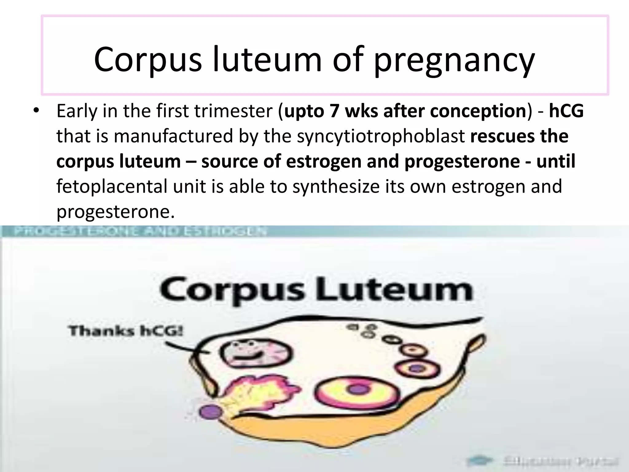 Fetoplacental unit | PPTX