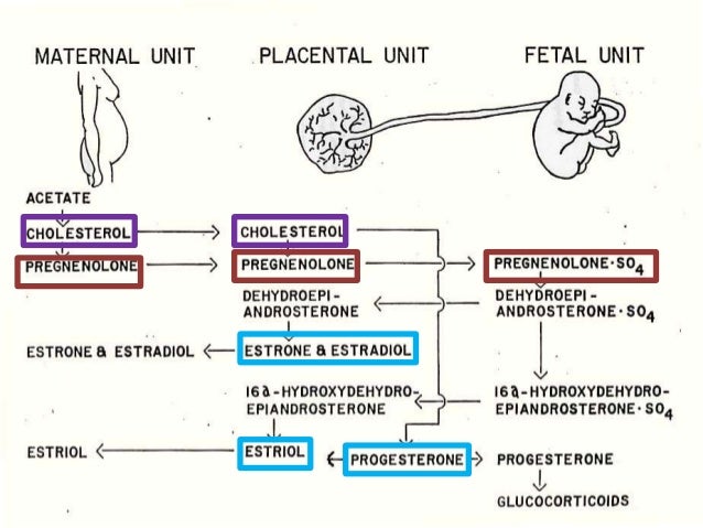 Fetoplacental unit