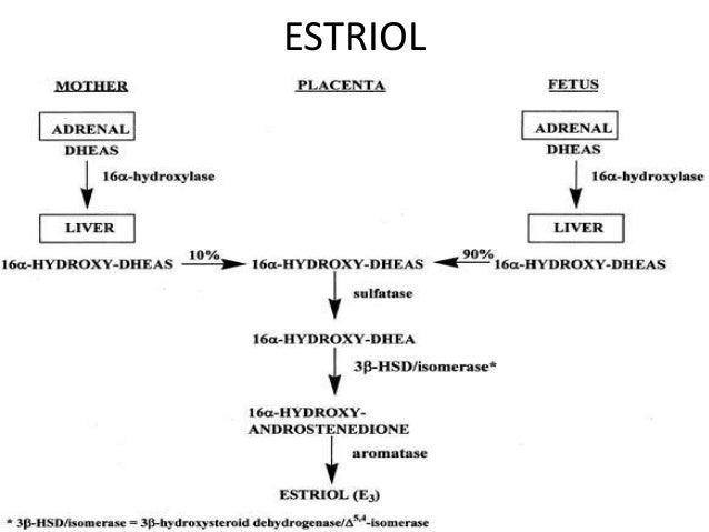 Fetoplacental unit