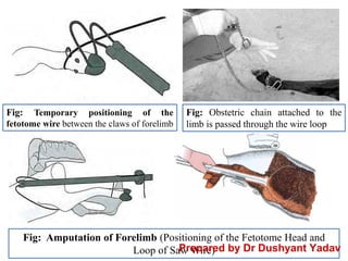 Fetotomy in bovines by Dr Dushyant Yadav BASU, Patna INDIA | PDF