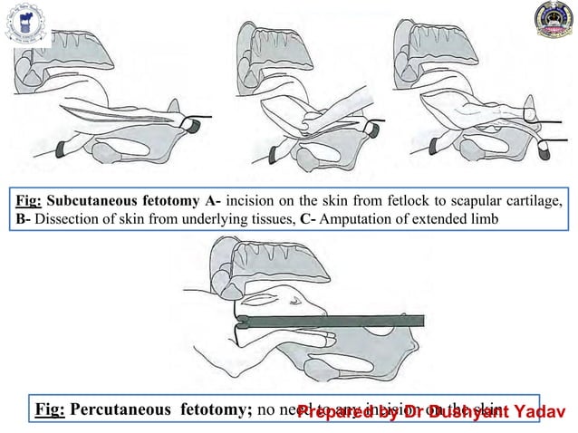 Fetotomy in bovines by Dr Dushyant Yadav BASU, Patna INDIA