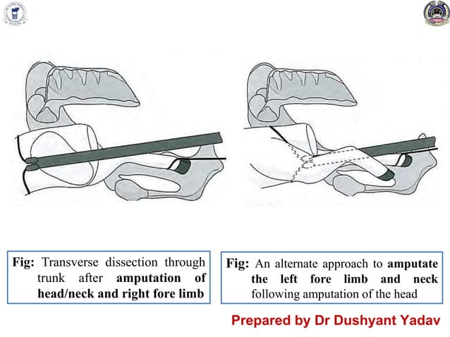 Fetotomy in bovines by Dr Dushyant Yadav BASU, Patna INDIA