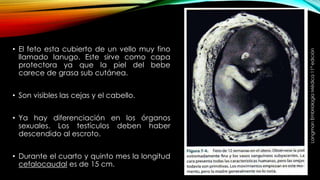 Desarrollo del feto y la placenta desde el tercer mes | PPTX
