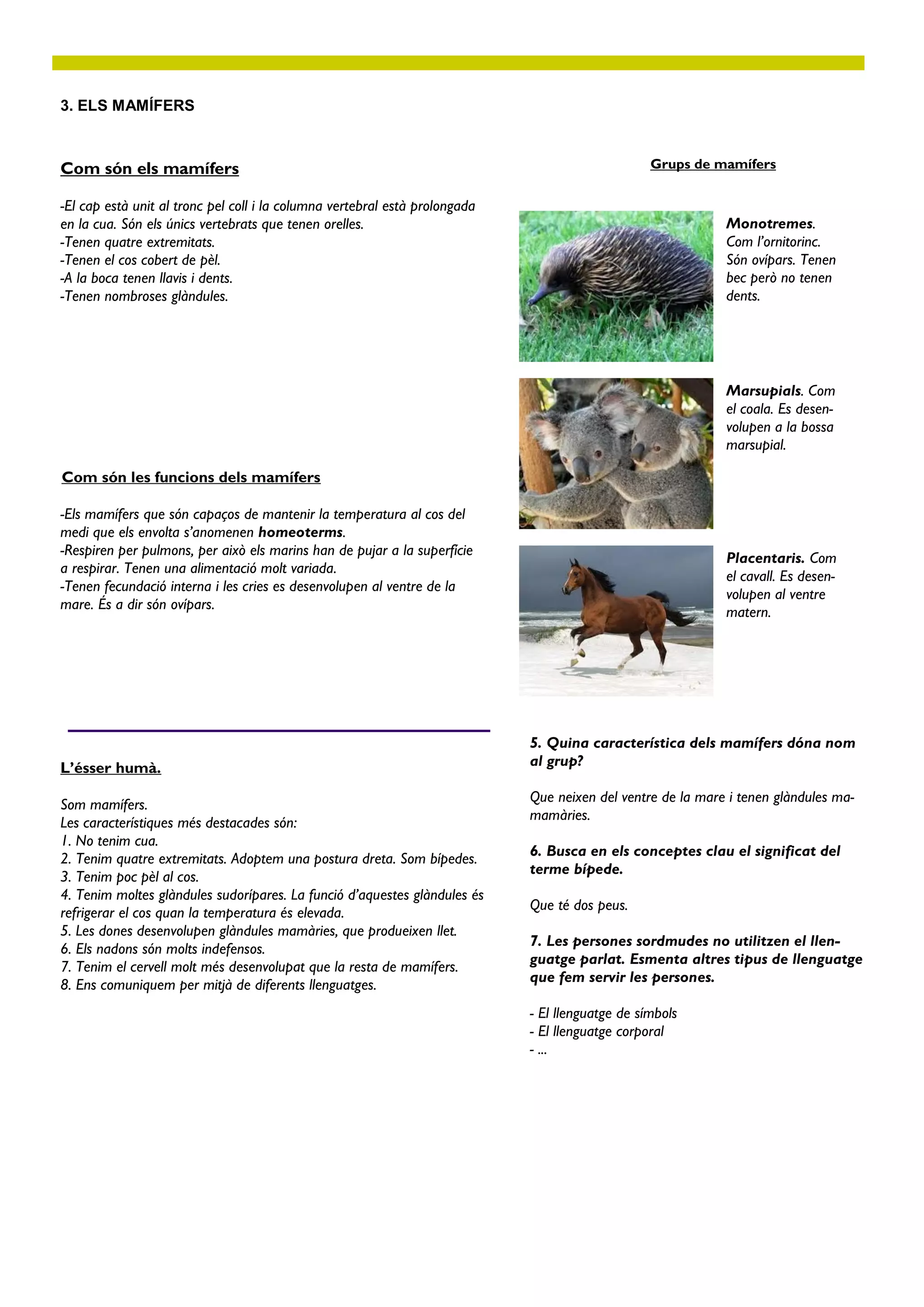 Animals vertebrats | PDF