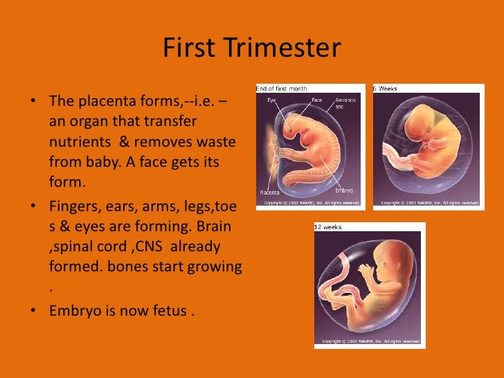 Fetus fetus