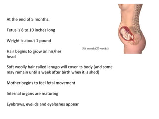 Fetus | PPT