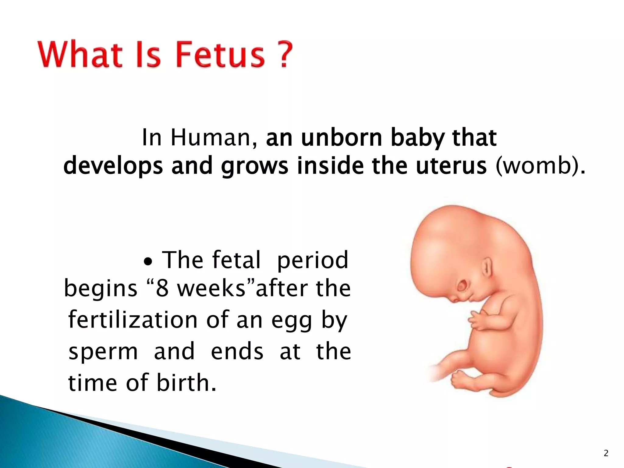 Fetus Blood Circulation.pptx