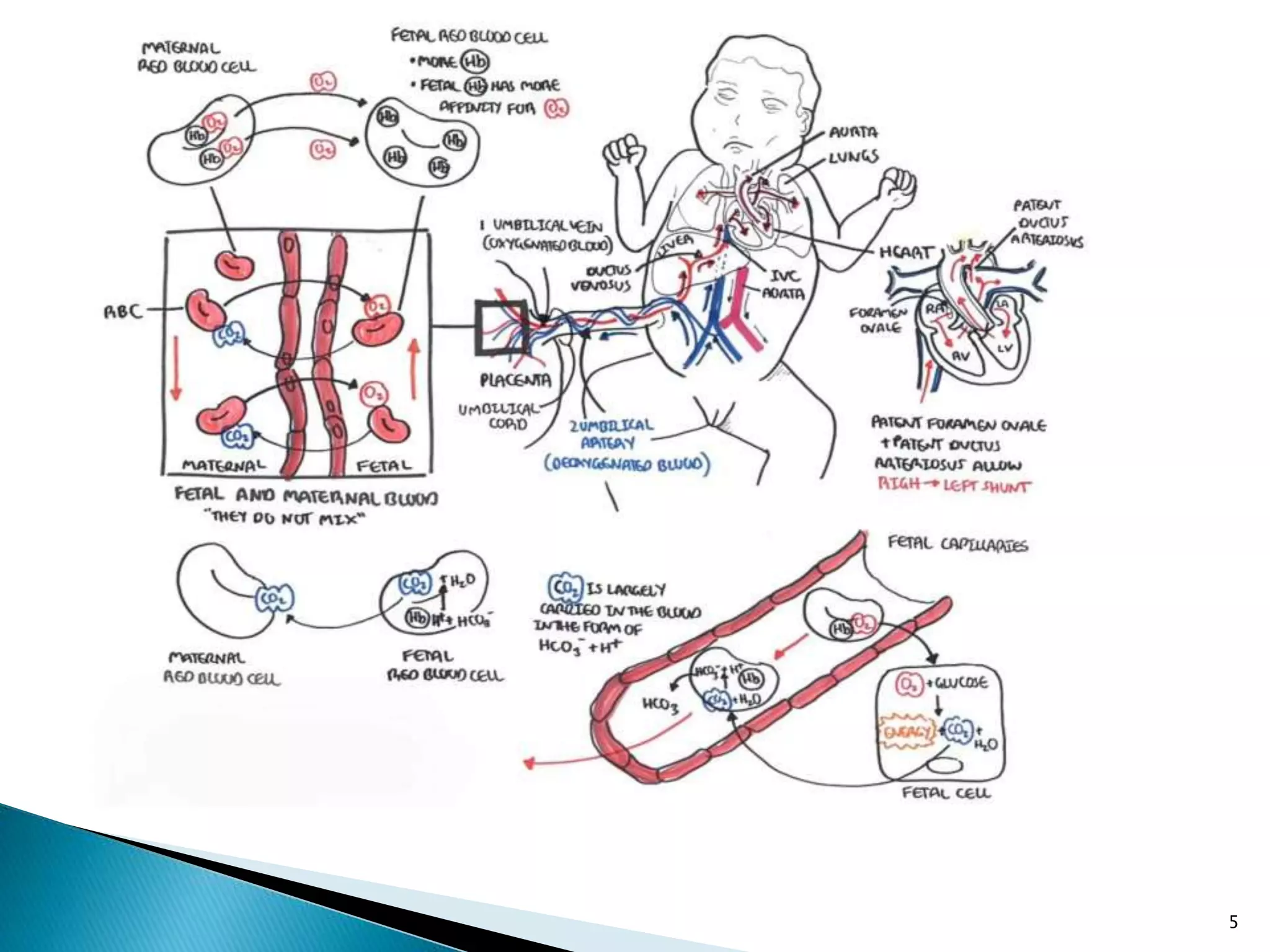 Fetus Blood Circulation.pptx