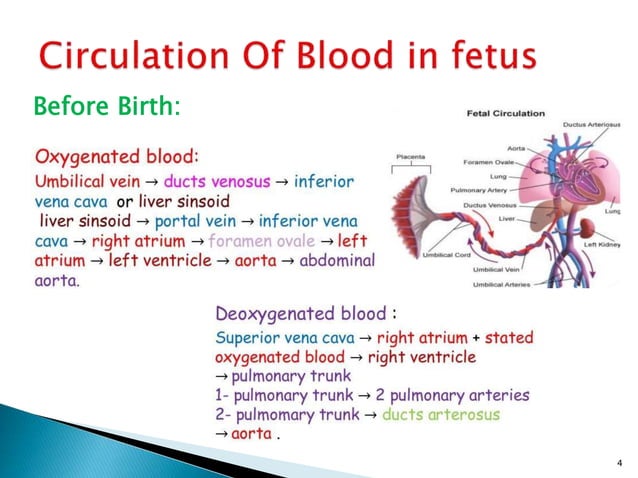 Fetus Blood Circulation.pptx