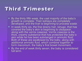 Fetus Development | PPT