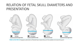 FETUS-the Fetal period and Anatomy Dr TOWANI.pptx