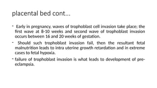 FETUS-the Fetal period and Anatomy Dr TOWANI.pptx
