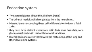 FETUS-the Fetal period and Anatomy Dr TOWANI.pptx