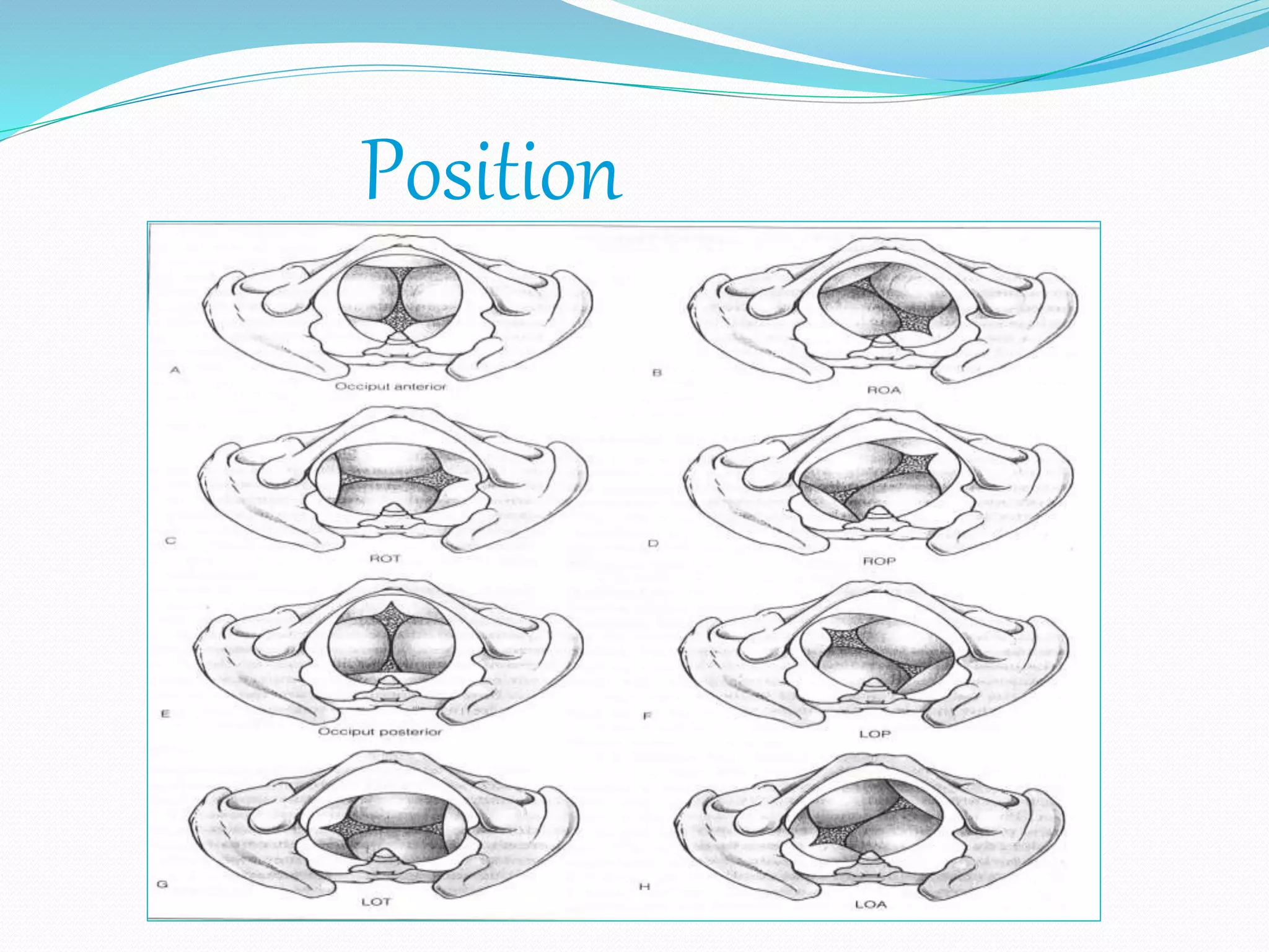 Fetus in utero | PPTX