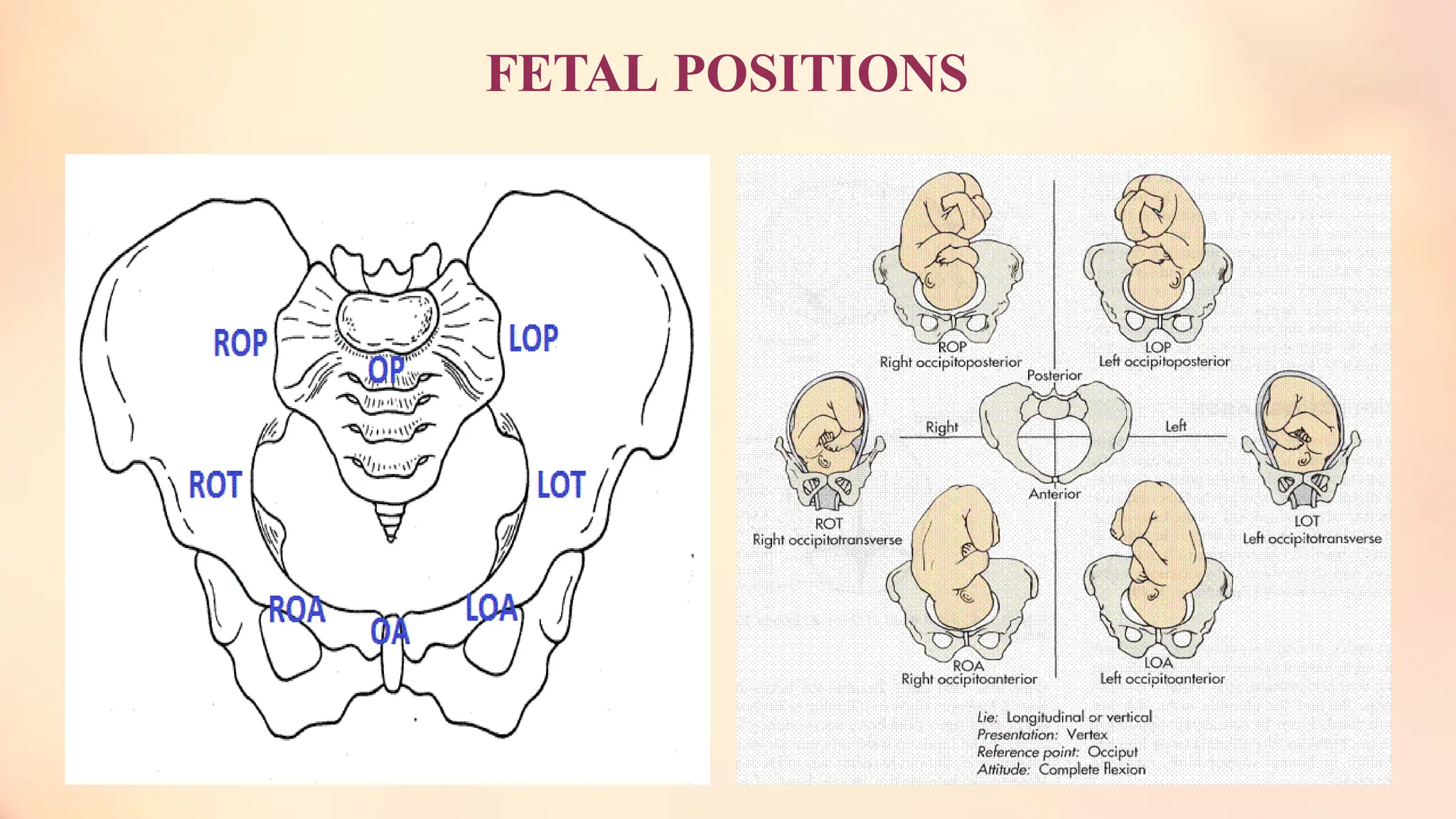 fetus in uterus, postion , presentation of fetus in mother's womb | PPTX