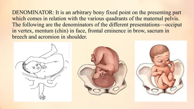 fetus in uterus, postion , presentation of fetus in mother's womb | PPTX