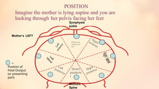 fetus in uterus, postion , presentation of fetus in mother's womb | PPTX
