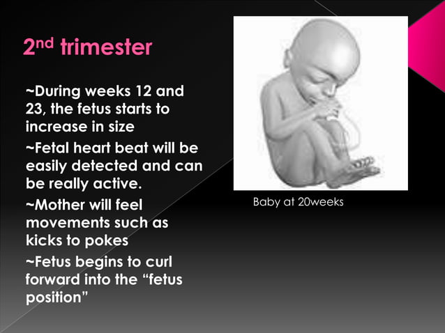 Fetus month by_month2 | PPTX