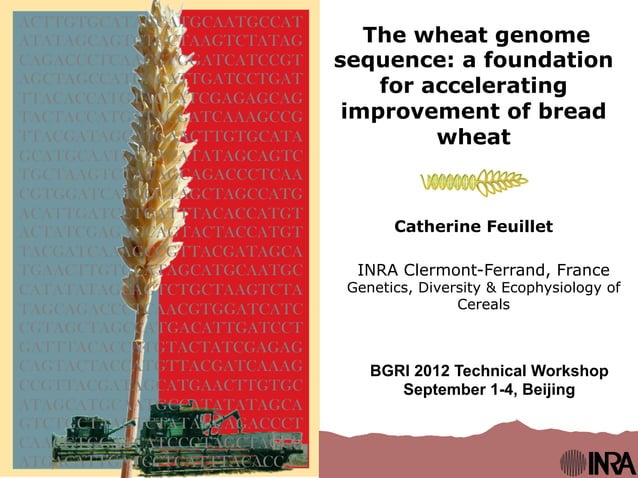The Wheat Genome Sequence A Foundation For Accelerating Improvment Of Bread Wheat Ppt