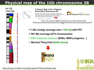 The wheat genome sequence: a foundation for accelerating improvment of ...