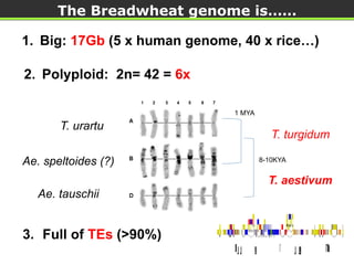 The wheat genome sequence: a foundation for accelerating improvment of ...