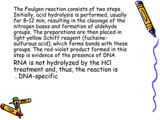 Feulgen stain | PPT