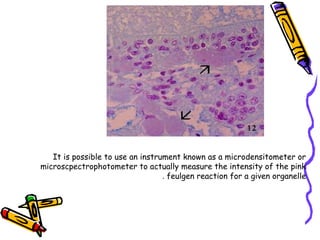 Feulgen stain | PPT
