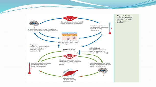 Fever mechanism.veteenary medicine notes | PPTX