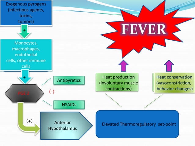 Fever patho.drjma | PPT