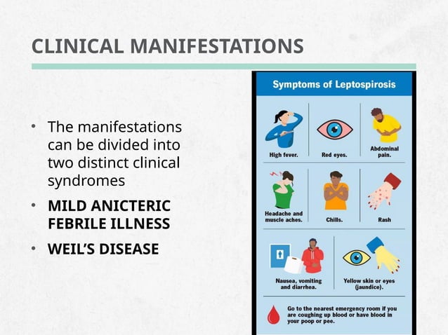Japanese Encephalitis and Leptospirosis: Comprehensive Guide on ...