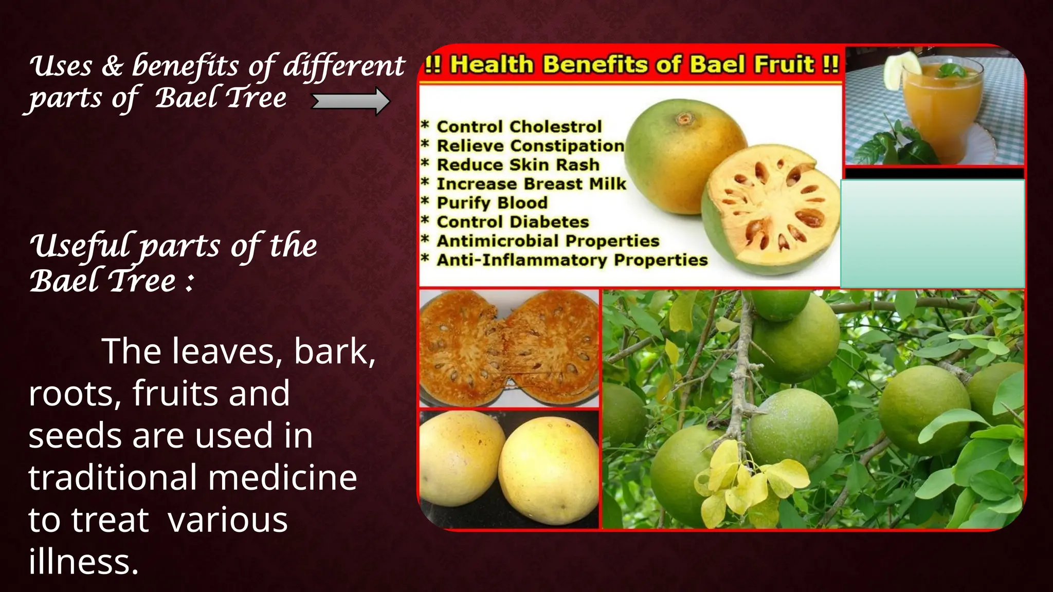 FEW MEDICINAL PLANTS & Their USES .pptx