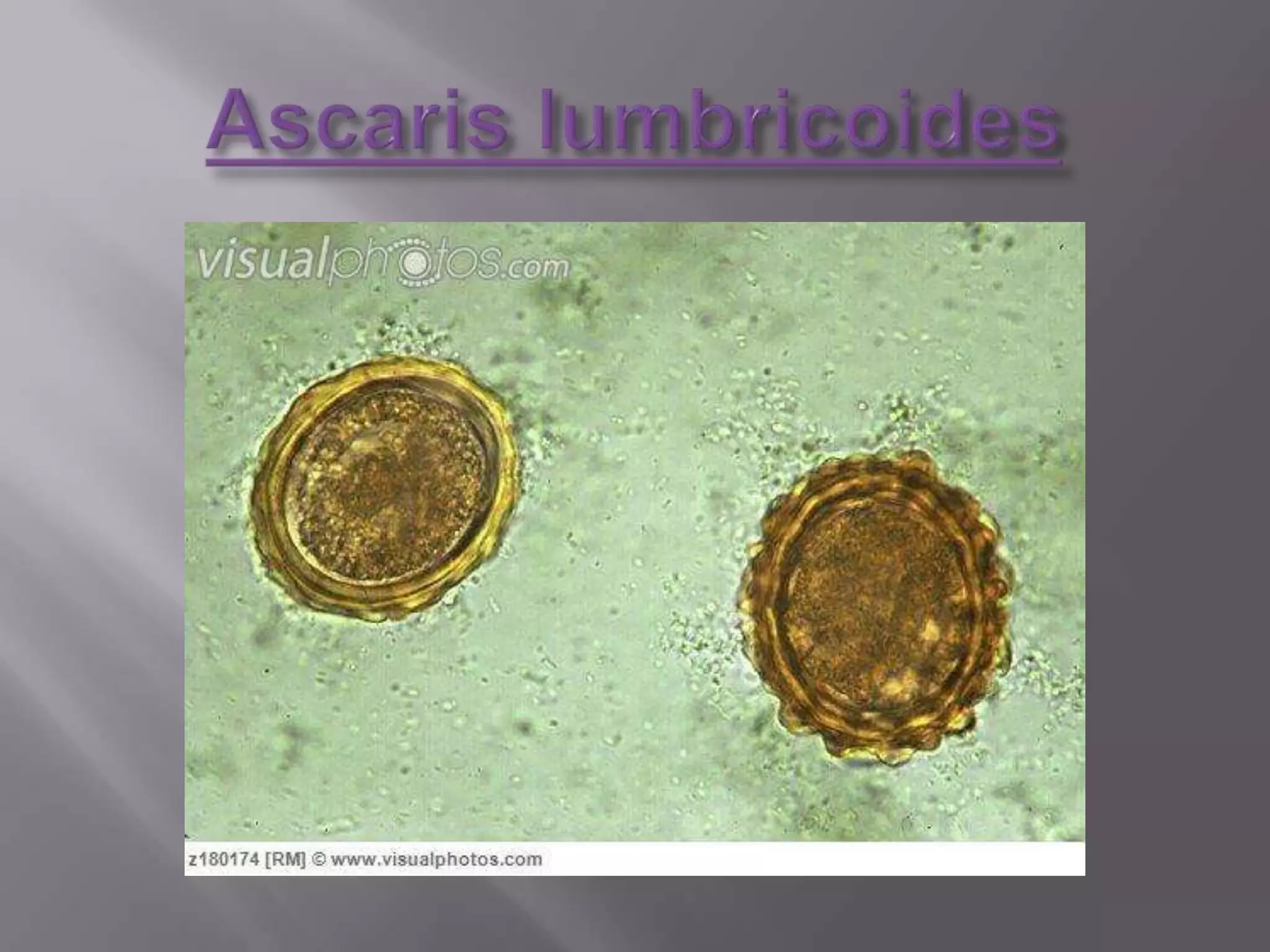 Few parasite eggs | PPSX
