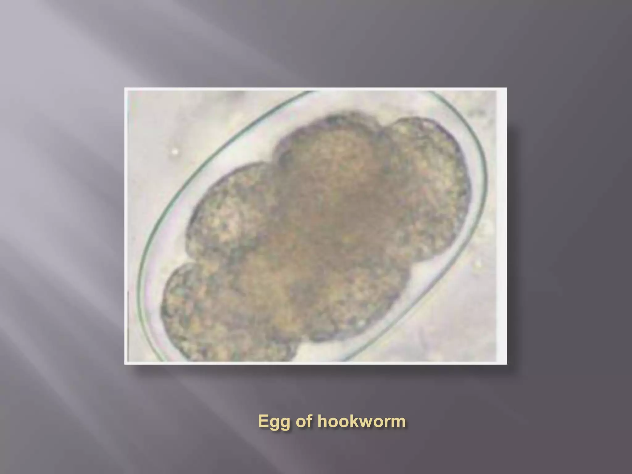 Few parasite eggs | PPSX