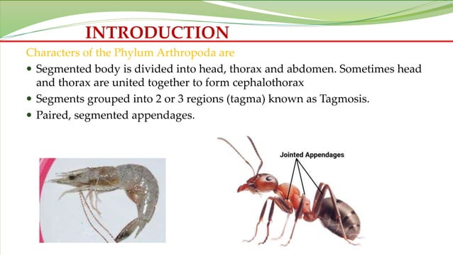 FEY Lec. 2 Introduction to phylum arthropoda.ppt