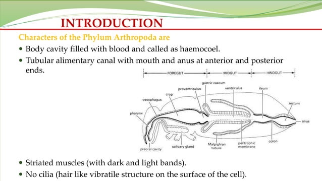 FEY Lec. 2 Introduction to phylum arthropoda.ppt