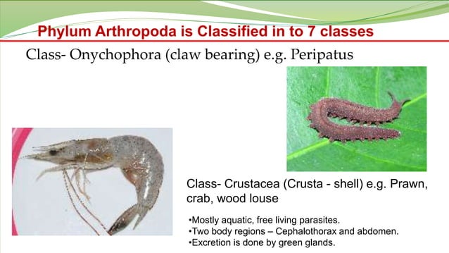 FEY Lec. 2 Introduction to phylum arthropoda.ppt