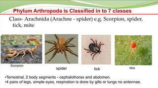 FEY Lec. 2 Introduction to phylum arthropoda.ppt