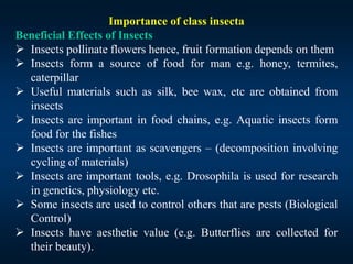 FEY Lec. 3 RKP_Importance of class insecta.ppt | Beekeeping | Hobbies ...