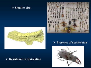 FEY Lec. 4 RKP_ Insect dominance.ppt
