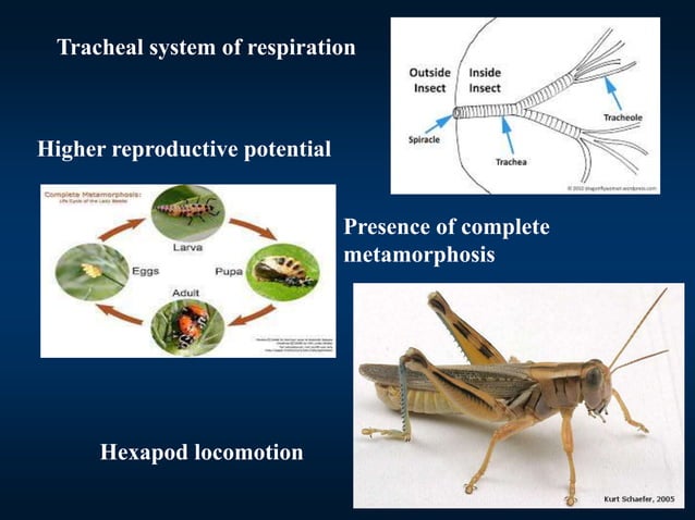 FEY Lec. 4 RKP_ Insect dominance.ppt
