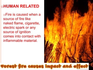 FOREST FIRE | PPTX