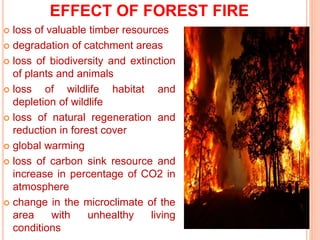 Forest Fire Effects