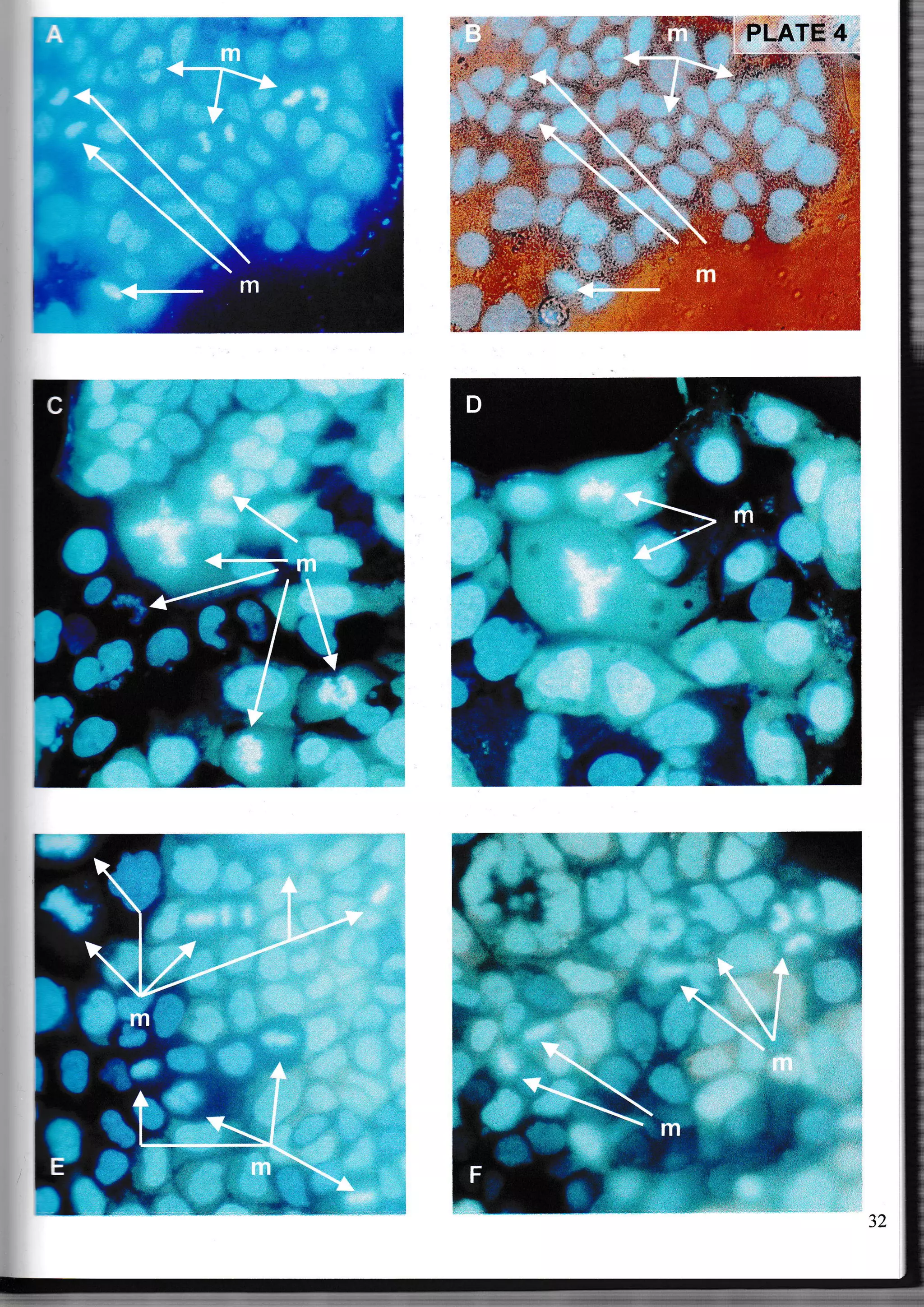 MSc Thesis - Apoptosis - Colour Plates 1-8 - R Heyes | PDF