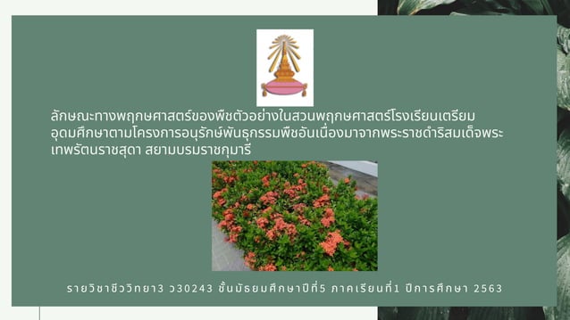 Ixora group 5/334 | PPT