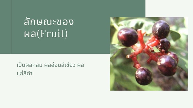 Ixora group 5/334 | PPT