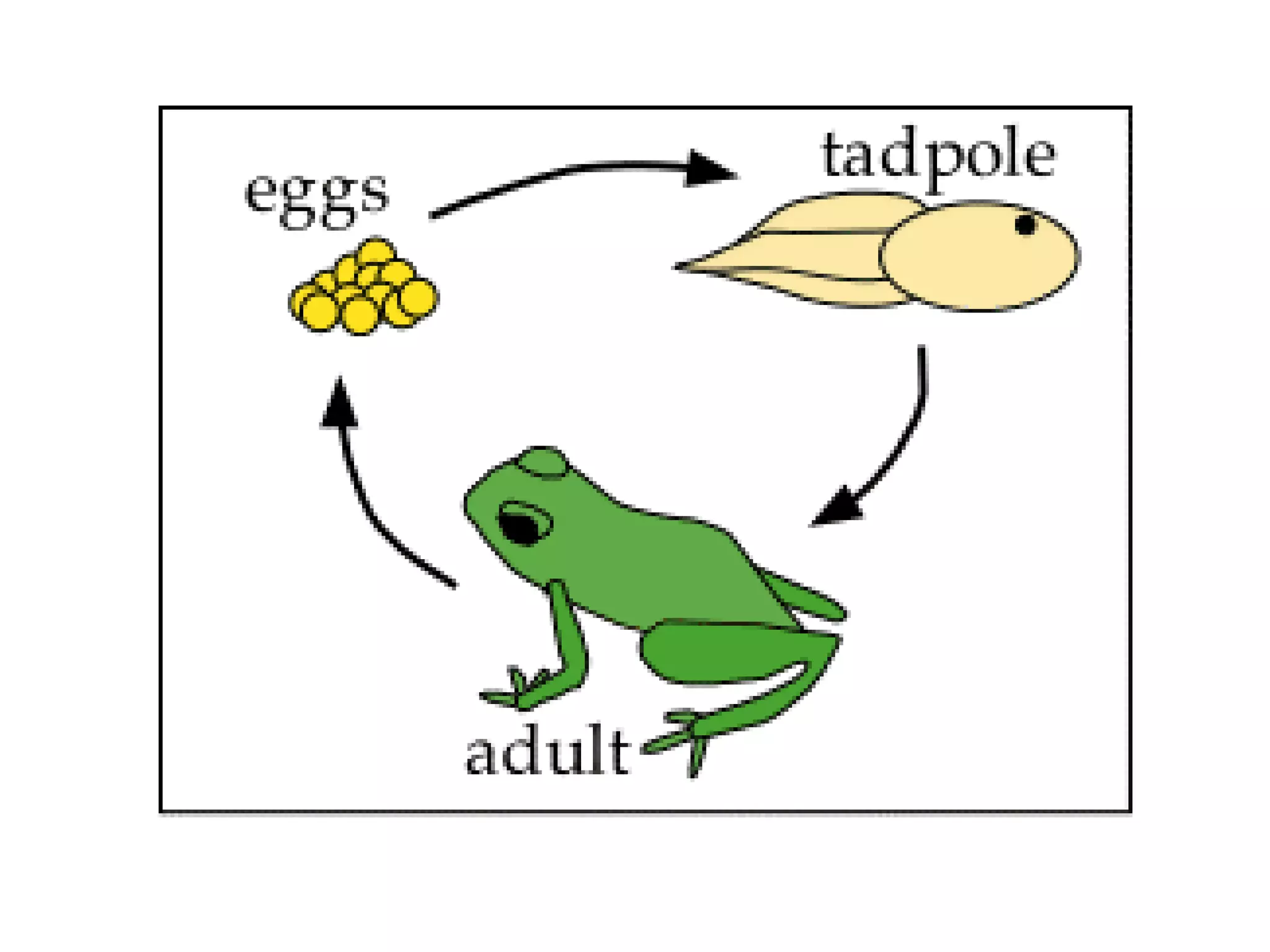 Frog Cycle | PPT