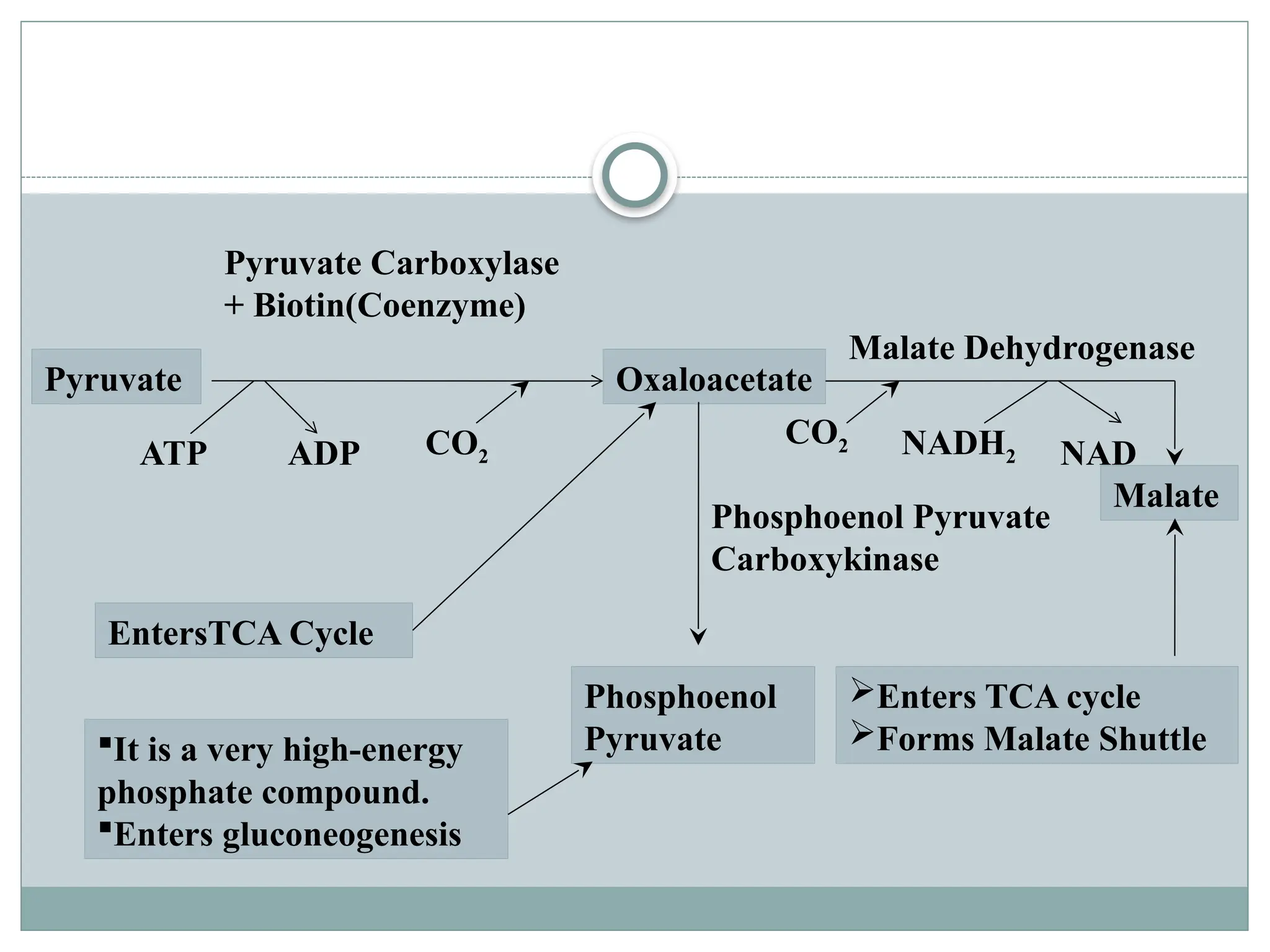 FateOfPyruvate-1.pptx biochemistry pptx. | PPTX
