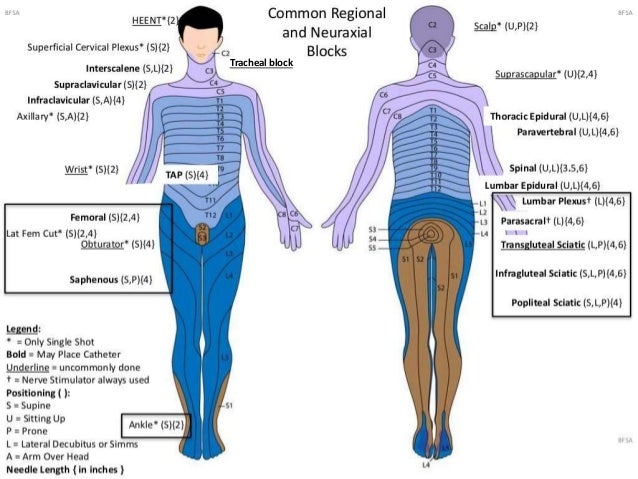 Peripheral Nerve Block Part 1