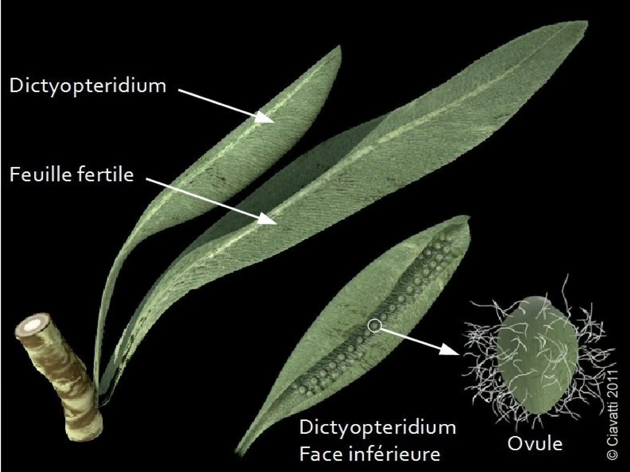 gymnosperm, Glossopteridales, Glossopteris | PPTX